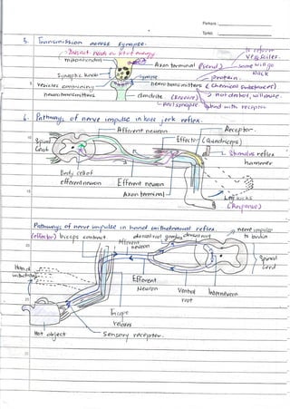Nota Biologi Form 5 Bab 3 (English) 2015 | PDF