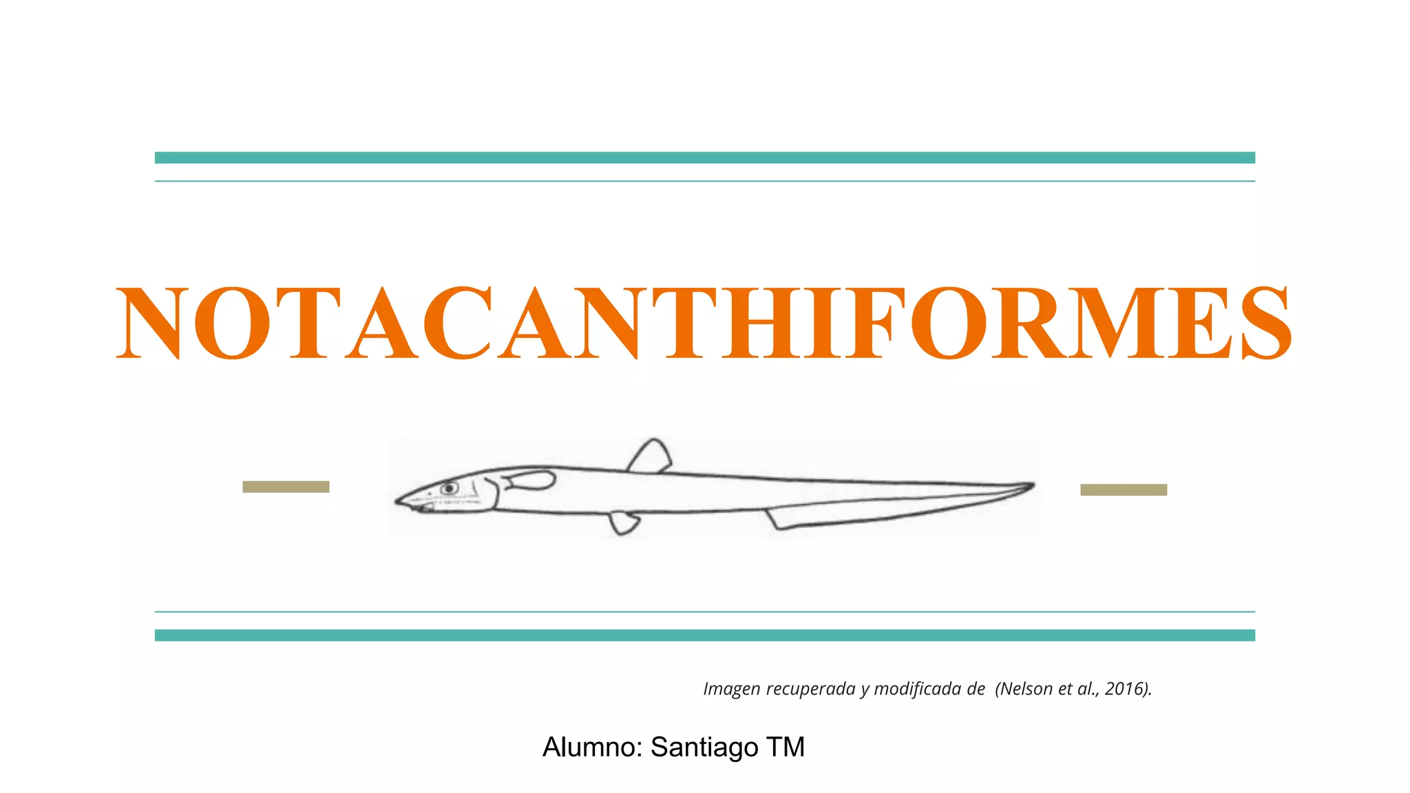 Peces: Orden Notacanthiformes (Halosaurios) | PPTX