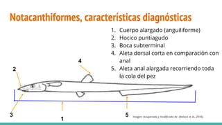 Peces: Orden Notacanthiformes (Halosaurios) | PPTX