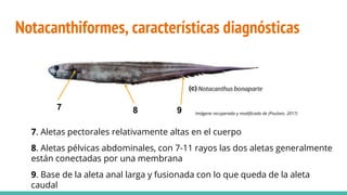 Peces: Orden Notacanthiformes (Halosaurios) | PPTX
