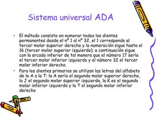 Notación dentaria ingrid diaz | PPT