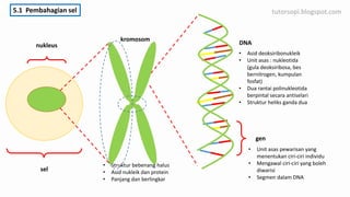 NOTA SAINS BAB 5 GENETIK SPM TINGKATAN 4 | PDF