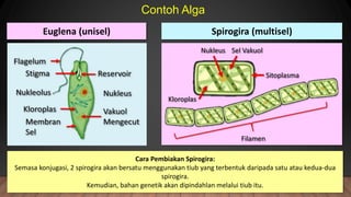 Bab 1 - Mikroorganisma dan Kesannya Terhadap Benda Hidup | PPTX