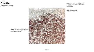 NotasHistologia.pdf