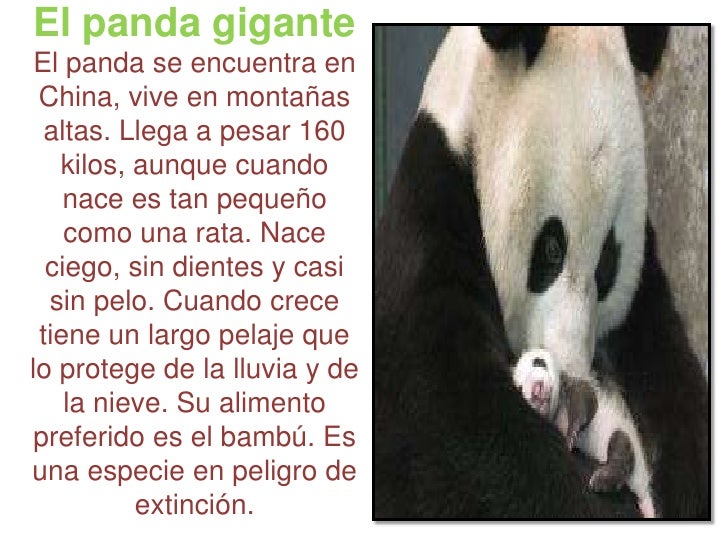 Animales Ejemplo De Texto Informativo Corto Para Ninos De Primar – Bilarasa Animales Ejemplo De Texto Informativo Corto Para Ninos De Primar – Bilarasa