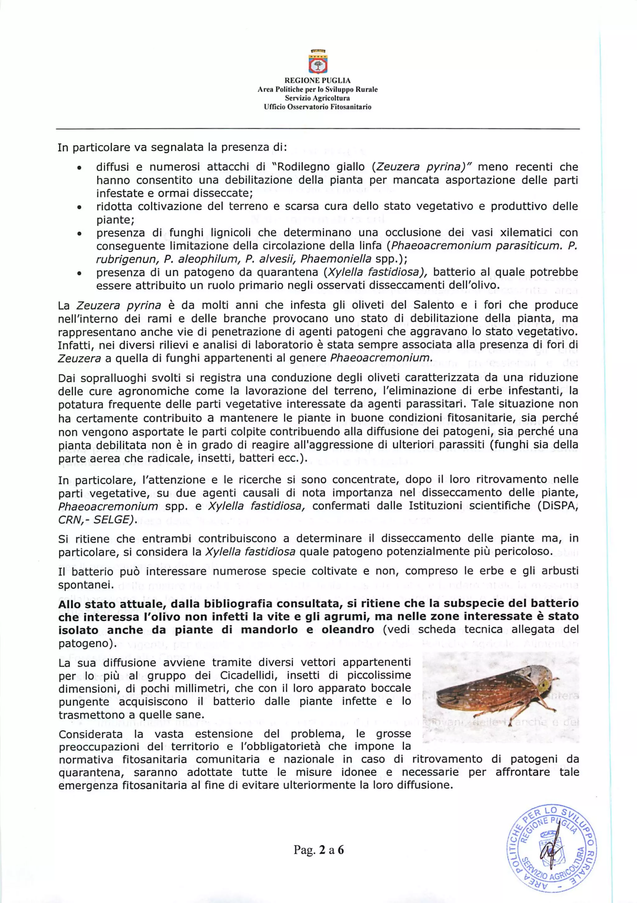 Nota tecnica informativa Disseccamento ulivi | PDF