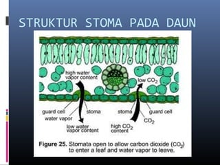 Nota transpirasi sains tingkatan 3 | PPT