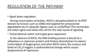 Notch Pathway - correcteduuuuuuuuui.pptx