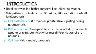 Notch Pathway - correcteduuuuuuuuui.pptx