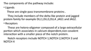 Notch Pathway - correcteduuuuuuuuui.pptx