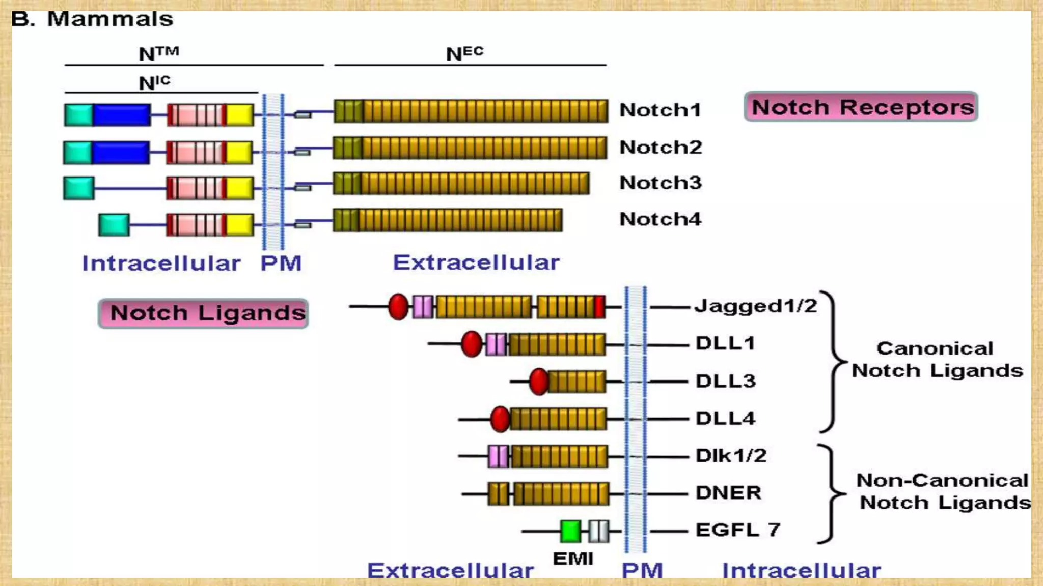 Notch signaling pathway | PPTX