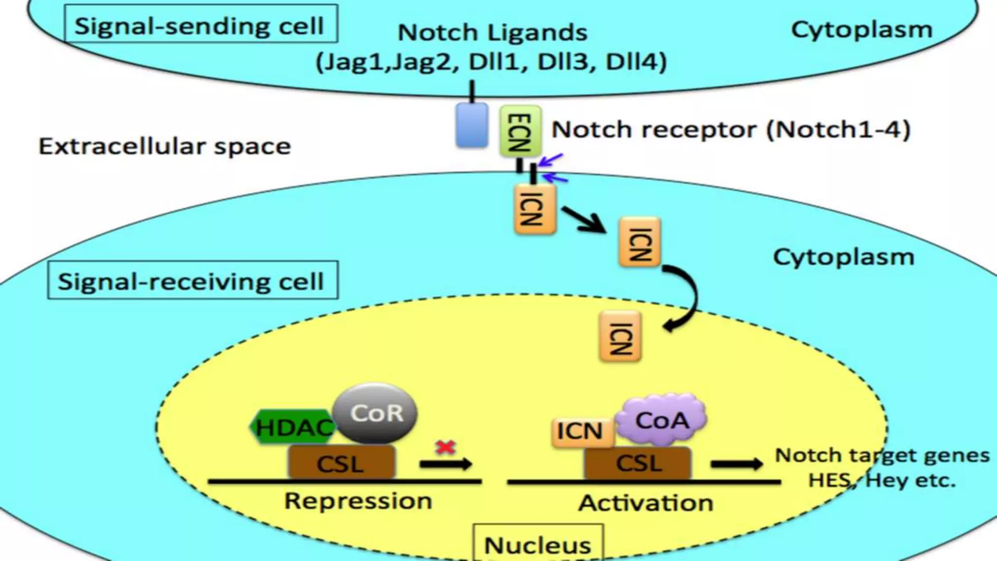 Notch signaling pathway | PPTX