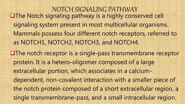 Notch signaling pathway | PPTX
