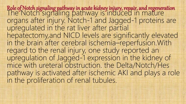 Notch Signaling Pathway Ppt