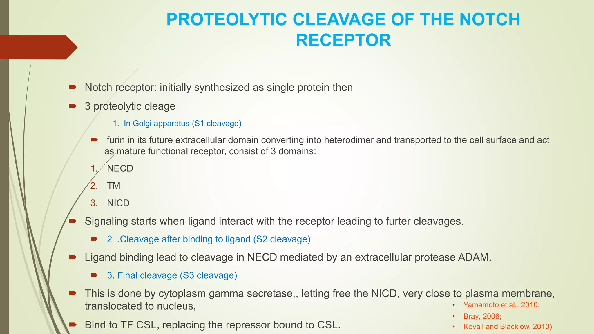 Notch signalling | PPTX
