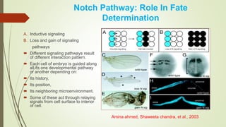 Notch signalling | PPTX