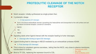 Notch signalling | PPTX