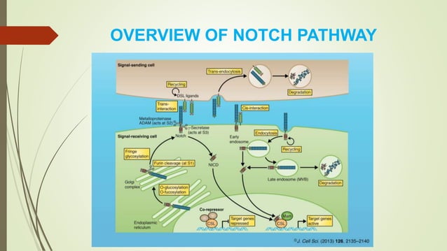 Notch signalling | PPTX | Biological Sciences | Science