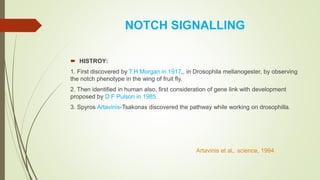 Notch signalling | PPTX