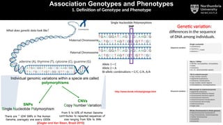 Note 1.Genotypes-Phenotypes.23.11.2023.pptx