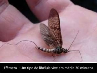 No tempo de deus.pubpptx | PPSX