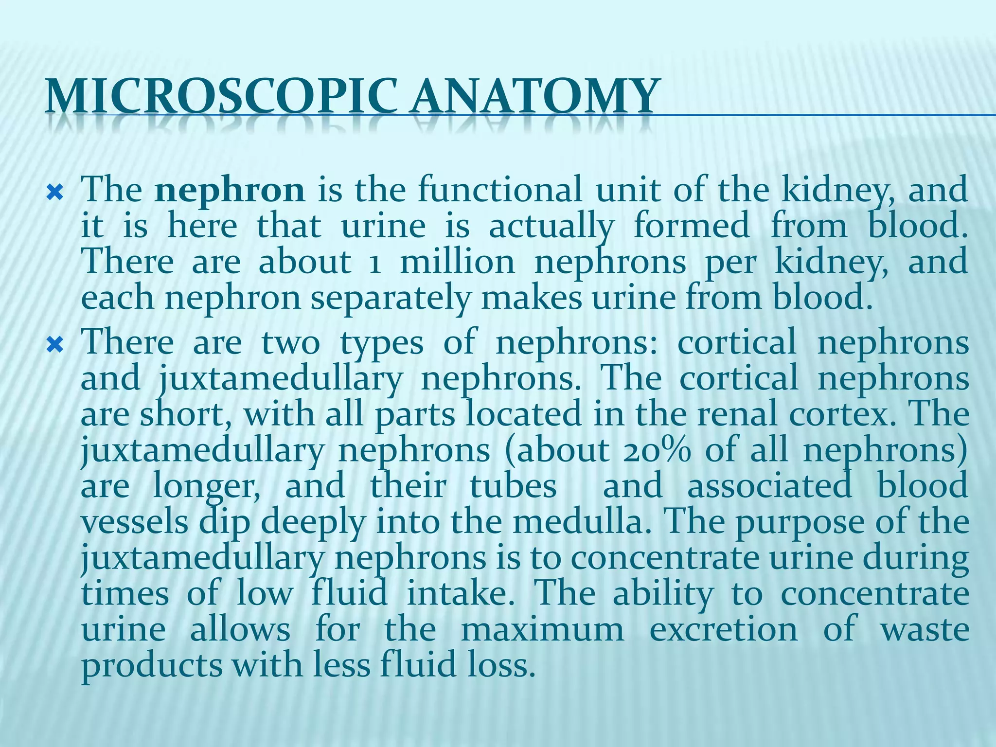 Note on assessment of renal or urinary system | PPTX