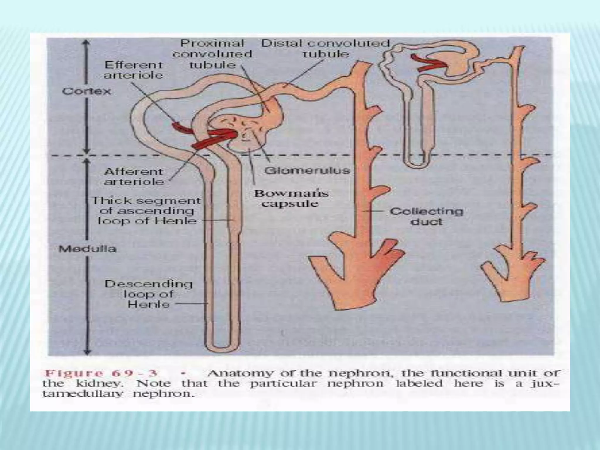 Note on assessment of renal or urinary system | PPTX