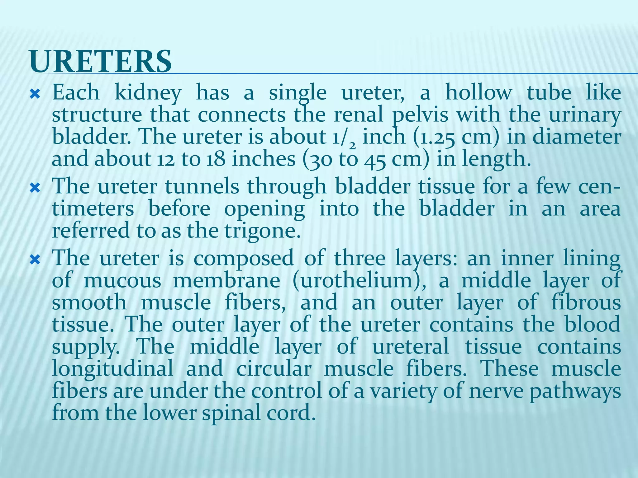 Note on assessment of renal or urinary system | PPTX