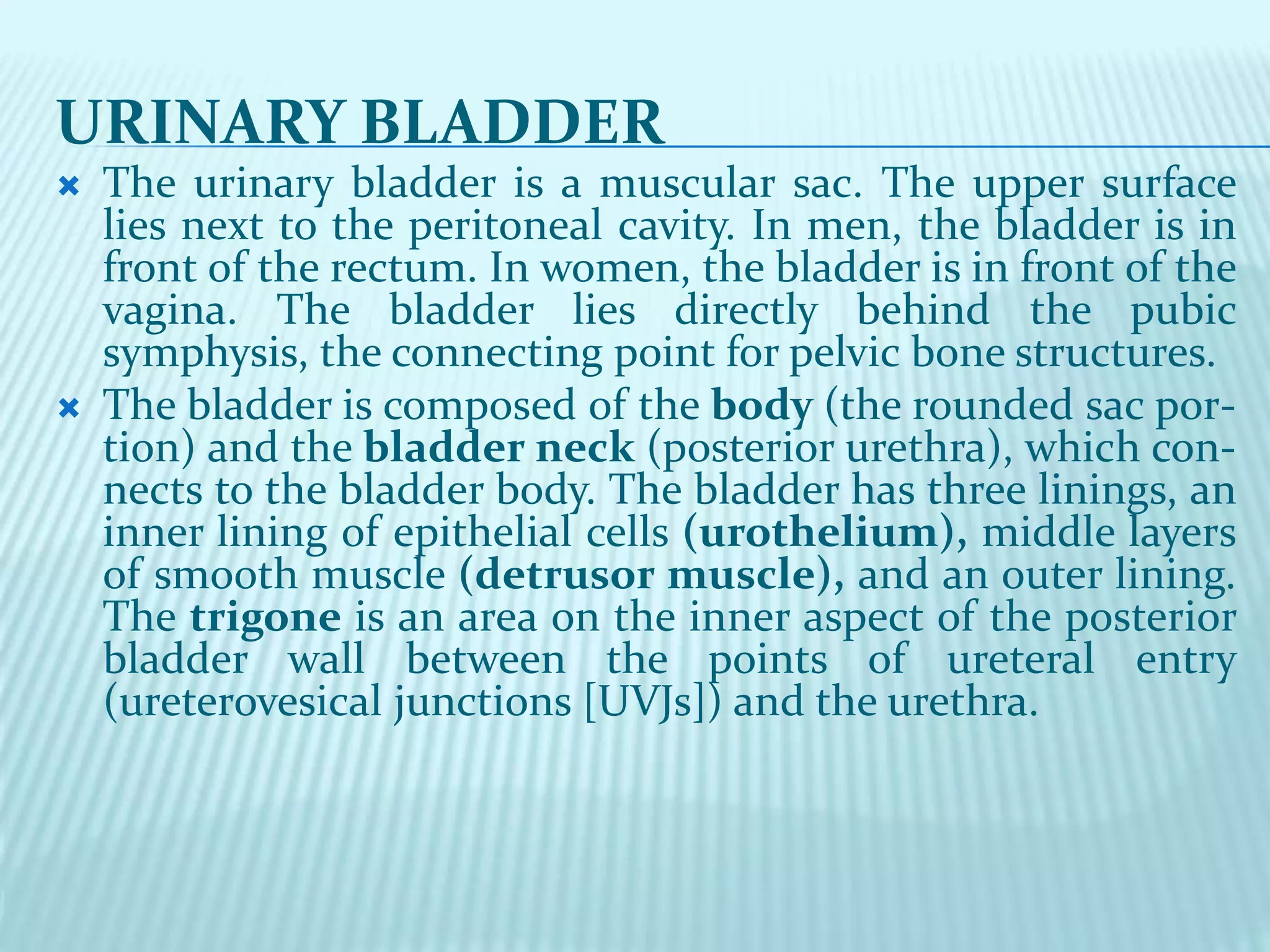 Note on assessment of renal or urinary system | PPTX