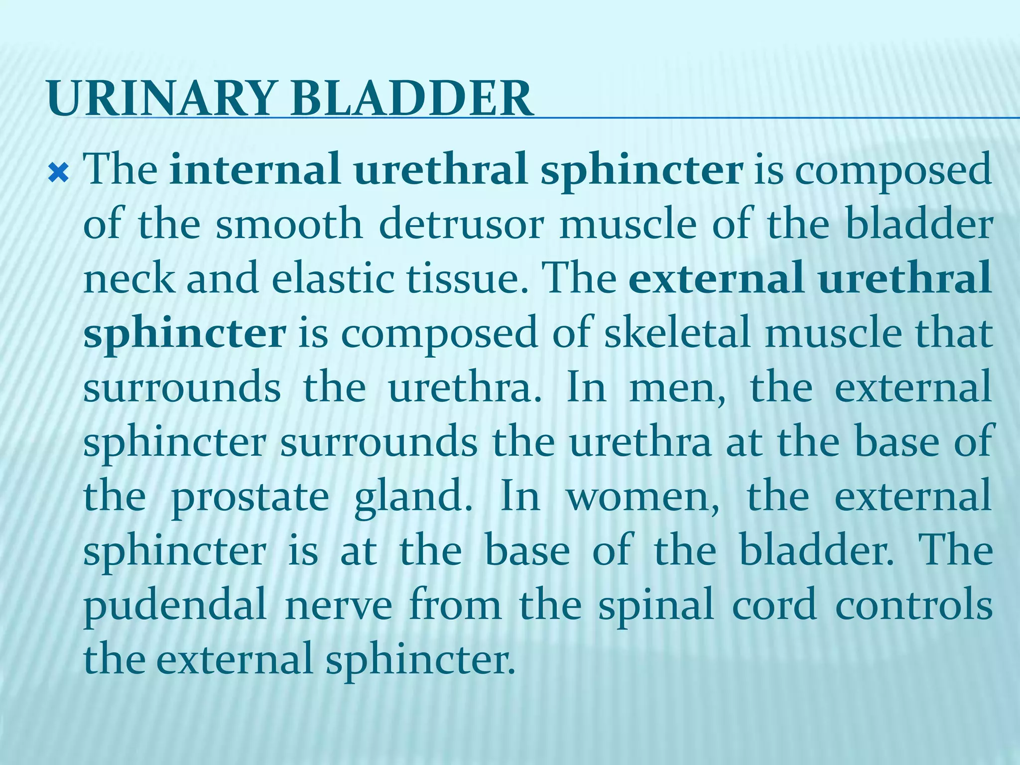 Note on assessment of renal or urinary system | PPTX