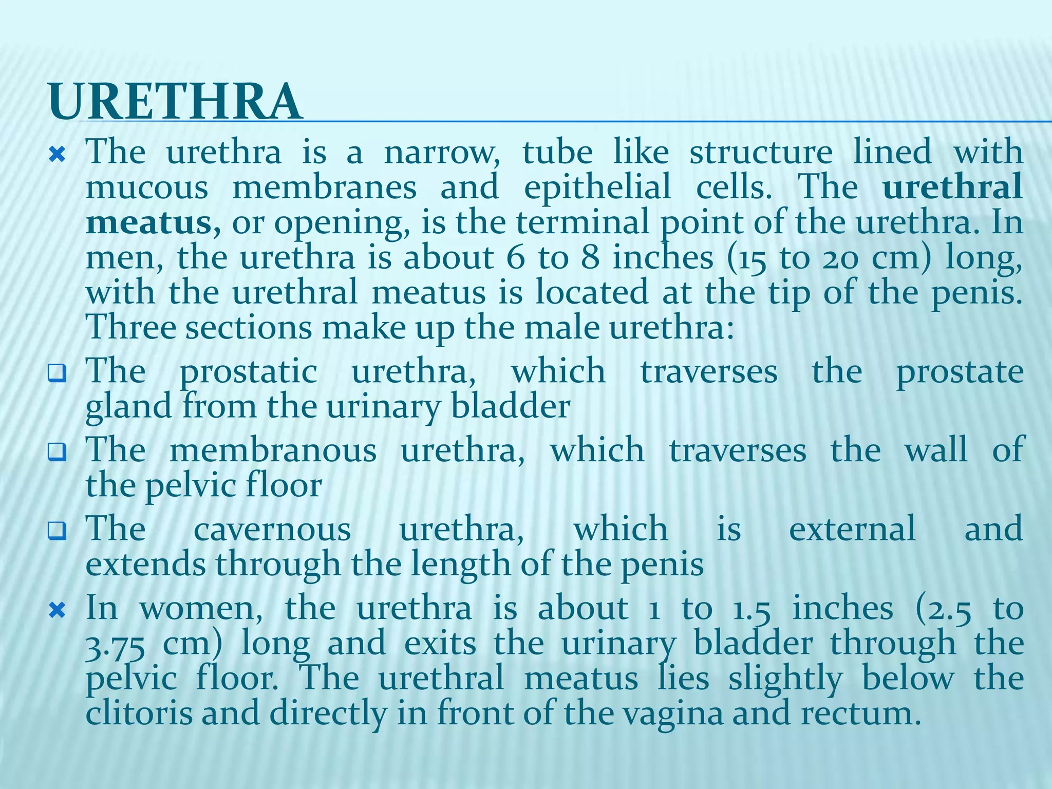 Note on assessment of renal or urinary system | PPTX