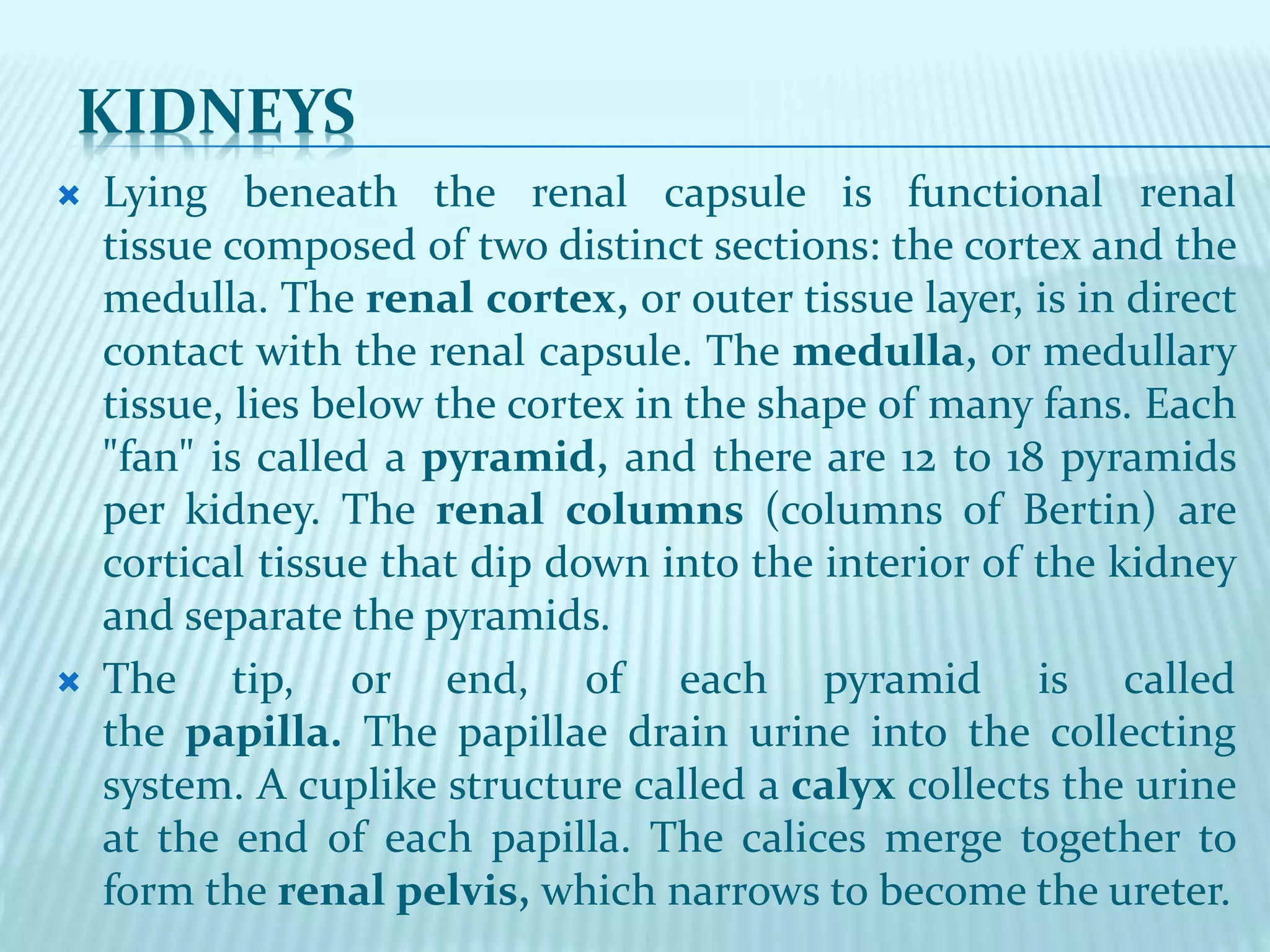 Note on assessment of renal or urinary system | PPTX