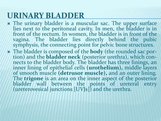 Note on assessment of renal or urinary system | PPTX