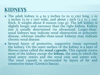 Note on assessment of renal or urinary system | PPTX