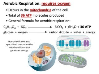 Notes.on.Photosynthesis.and.Cellular.Respiration.pptx