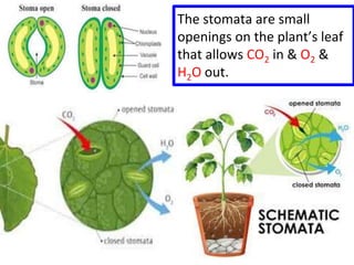 Notes.on.Photosynthesis.and.Cellular.Respiration.pptx