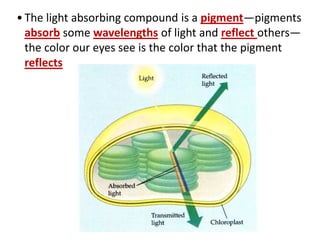 Notes.on.Photosynthesis.and.Cellular.Respiration.pptx