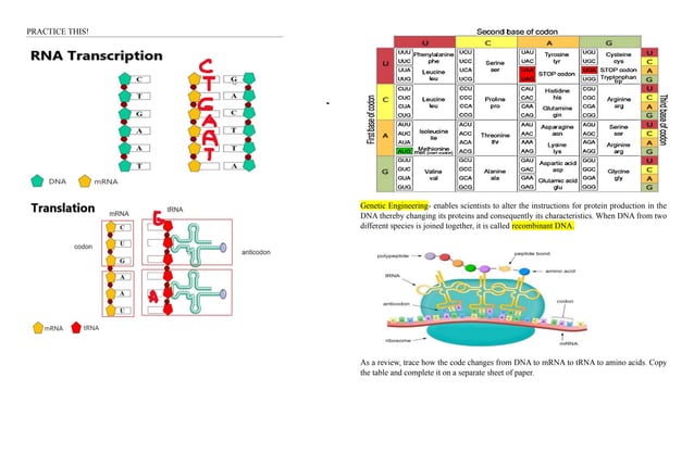 Notes In Module 4 Heredity Inheritance And Variationdocx Free Download