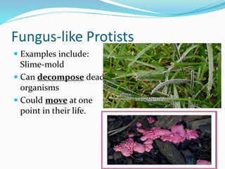 notes-protistfungi2012.ppt