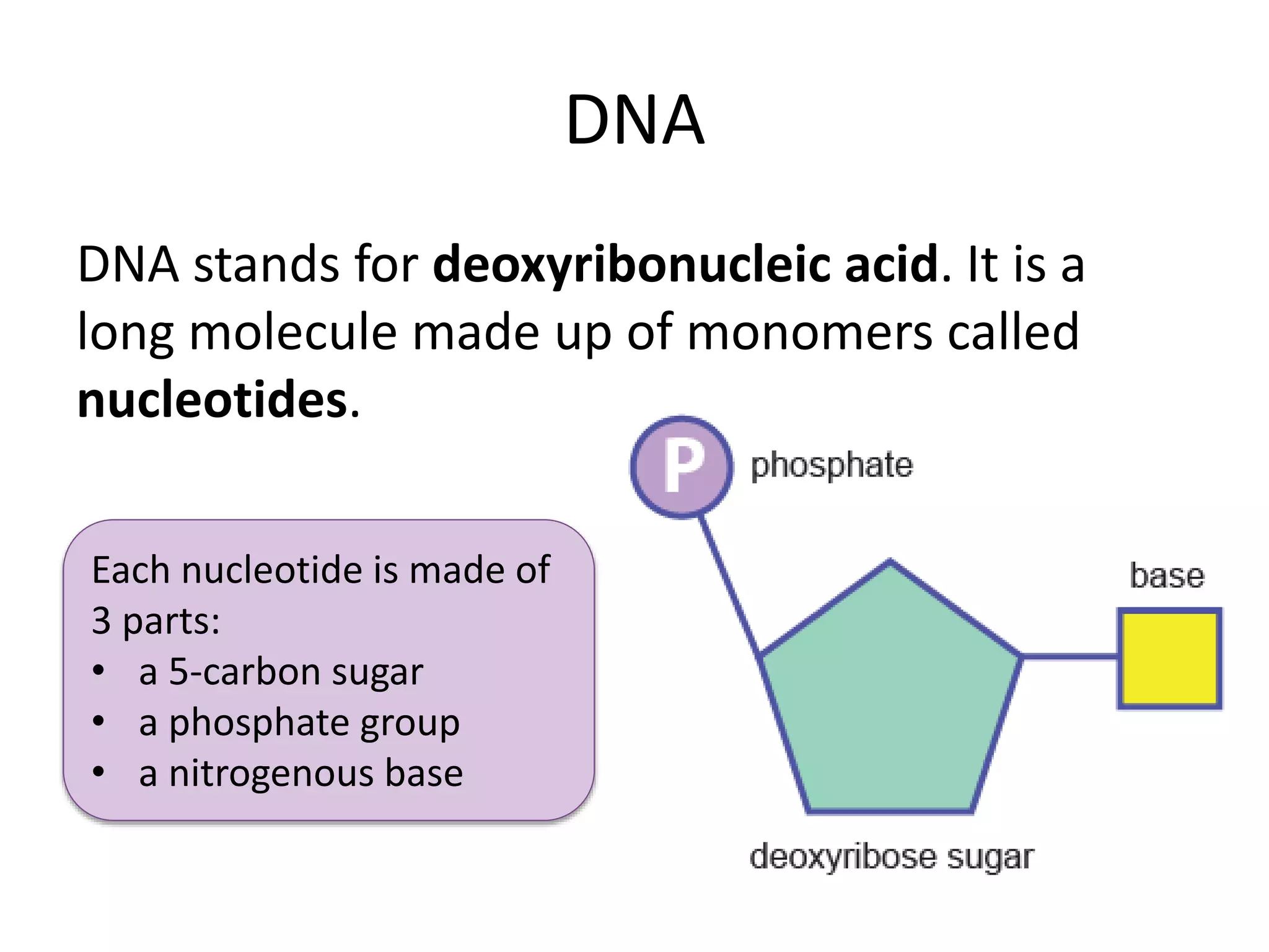 NOTES - Structure of DNA.pptx | Free download