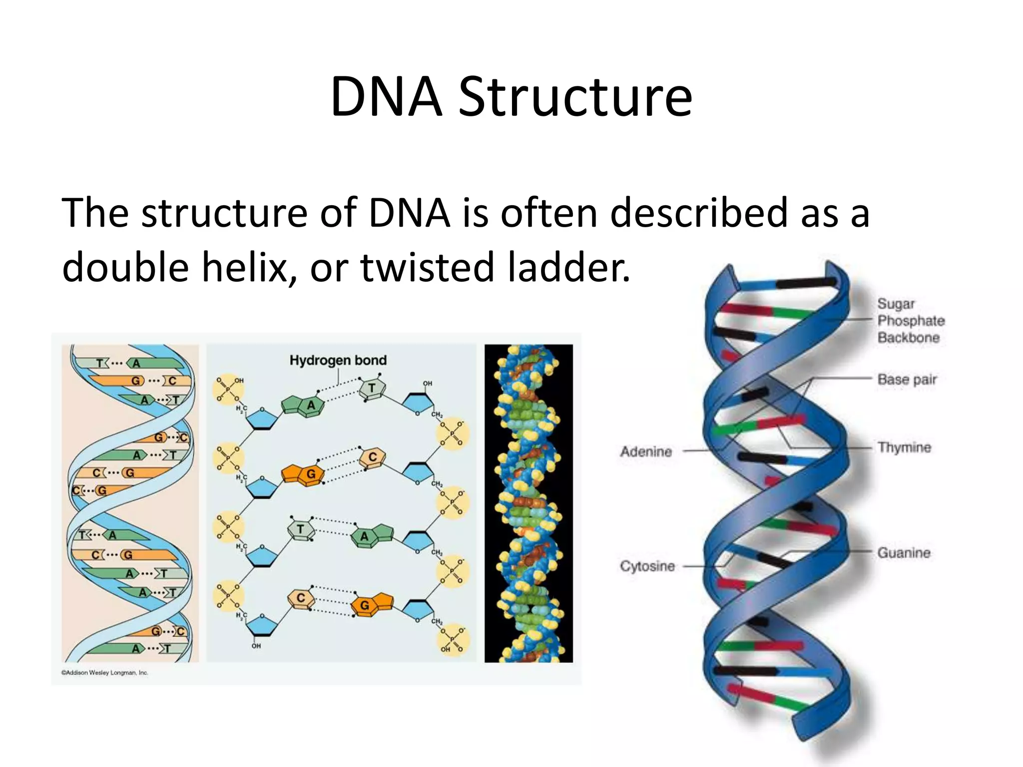 NOTES - Structure of DNA.pptx | Free download