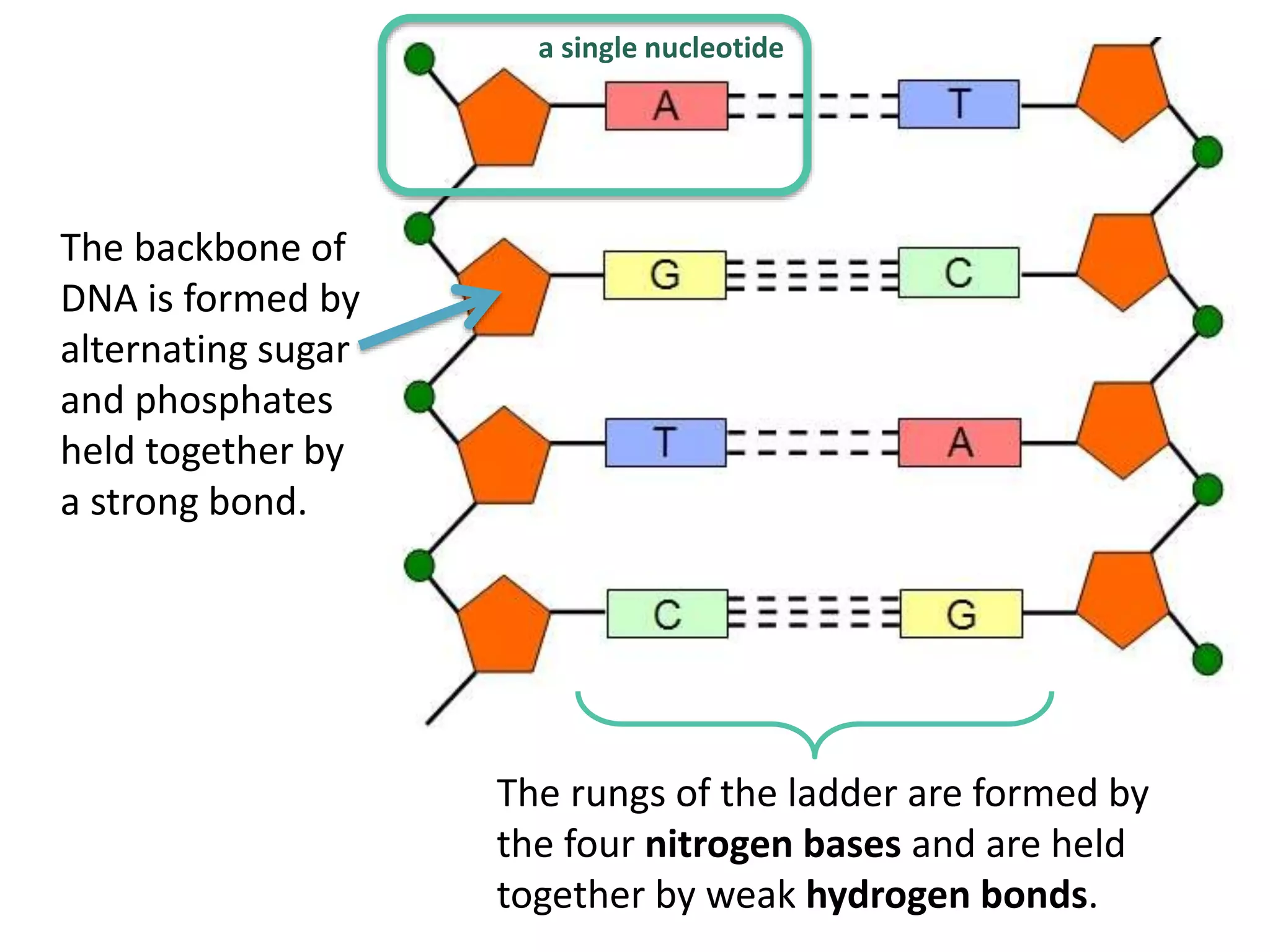 NOTES - Structure of DNA.pptx | Free download