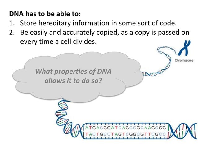 NOTES - Structure of DNA.pptx
