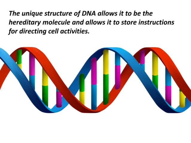 NOTES - Structure of DNA.pptx