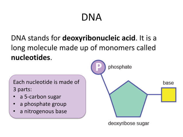 NOTES - Structure of DNA.pptx