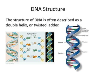 NOTES - Structure of DNA.pptx