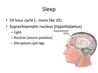 Sleep | PPTX