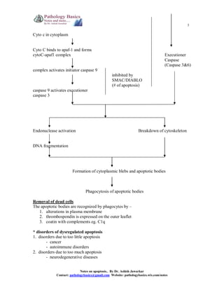 Apoptosis | PDF
