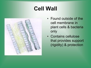 NOTES Cell Structure and Function.pdf