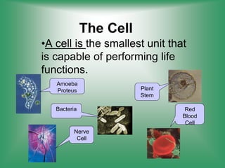 NOTES Cell Structure and Function.pdf